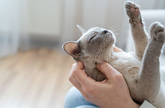 Conseils pour La Dermatite Miliaire du Chat